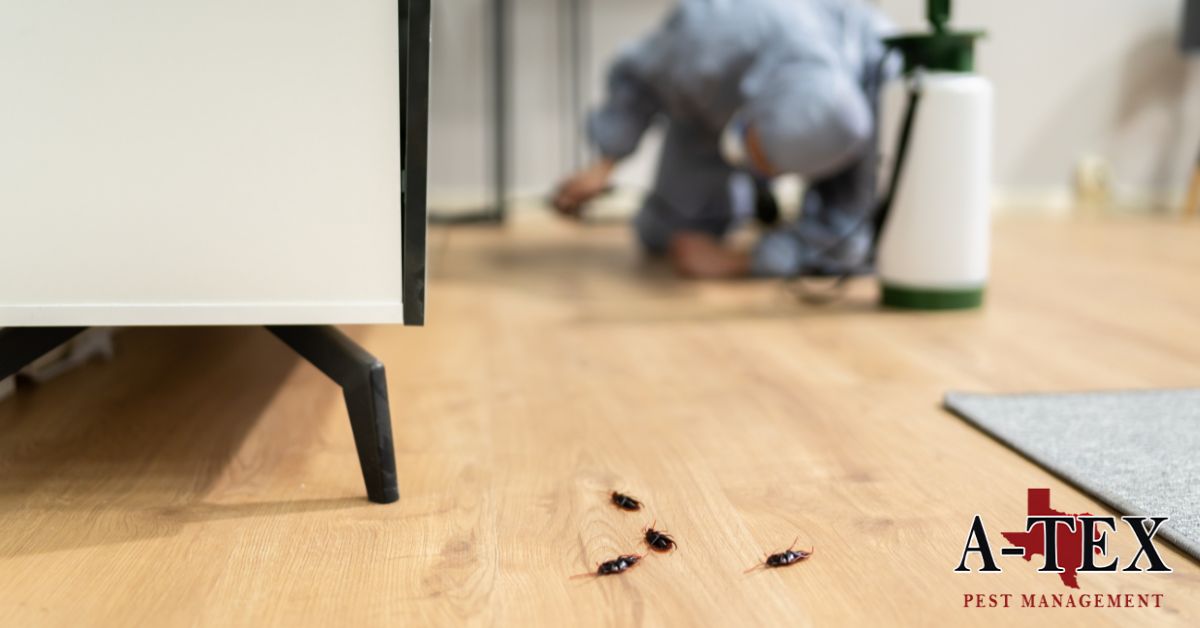 The Top 10 Pests Found in Austin Homes and How to Combat Them